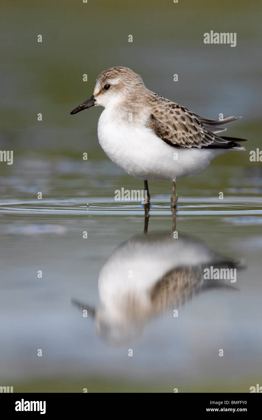 Semipalmated Sandpiper standing in shallow water Stock Photo - Alamy