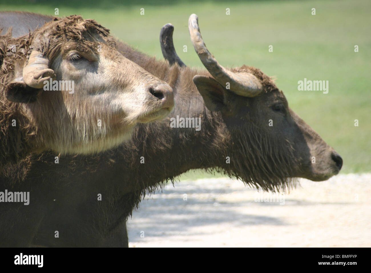 South American Water Buffalo Stock Photo - Alamy