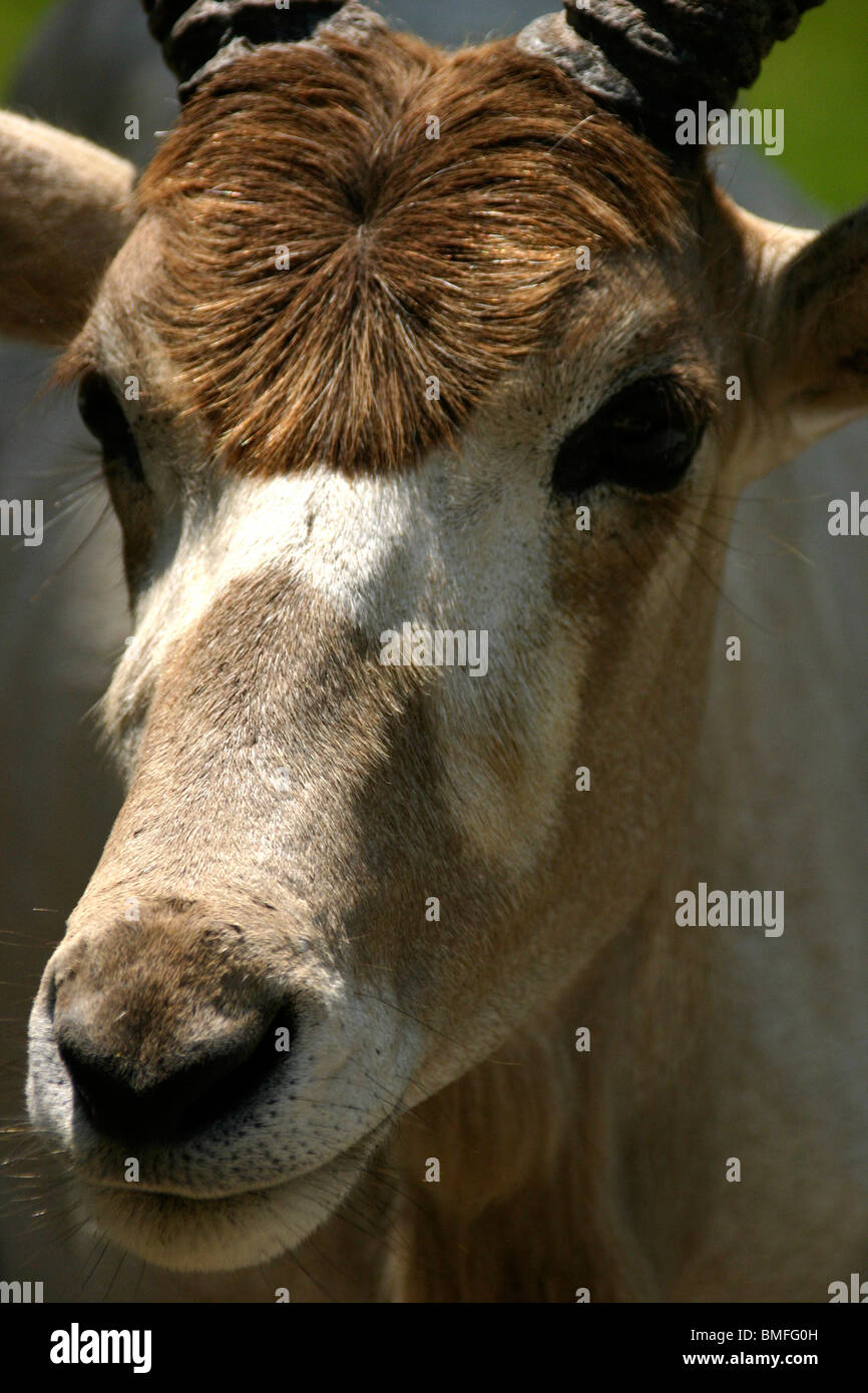 Addax hi-res stock photography and images - Alamy