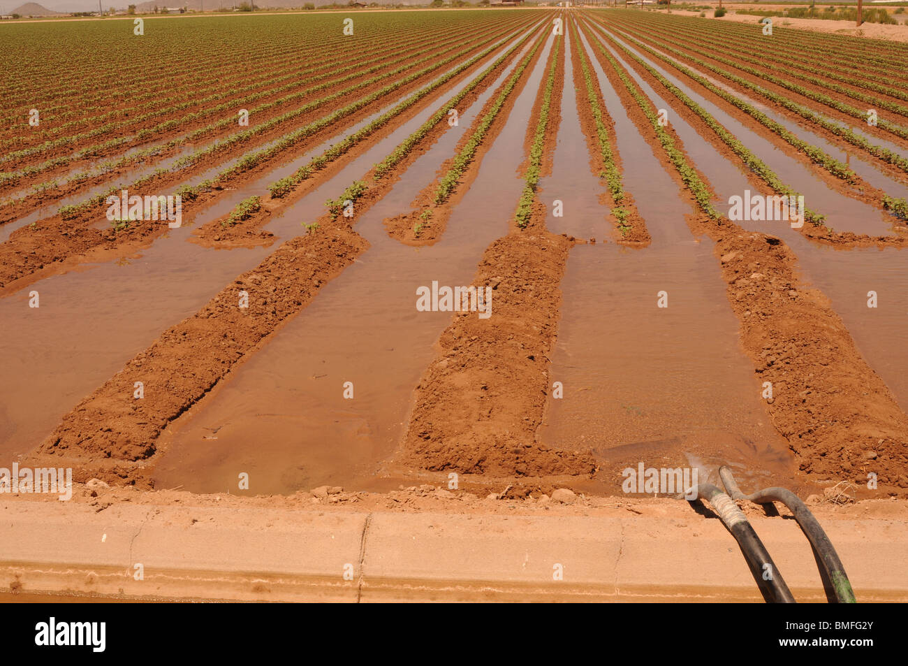 Cotton irrigation hi-res stock photography and images - Alamy