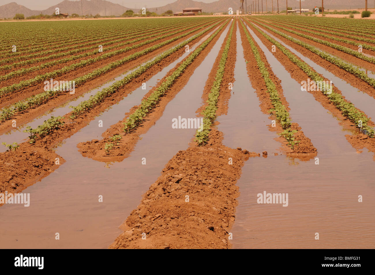 Arizona desert irrigation of cotton plants Stock Photo - Alamy