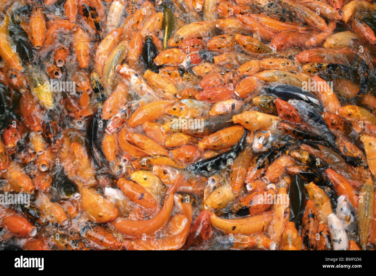 Many koi fish Stock Photo - Alamy