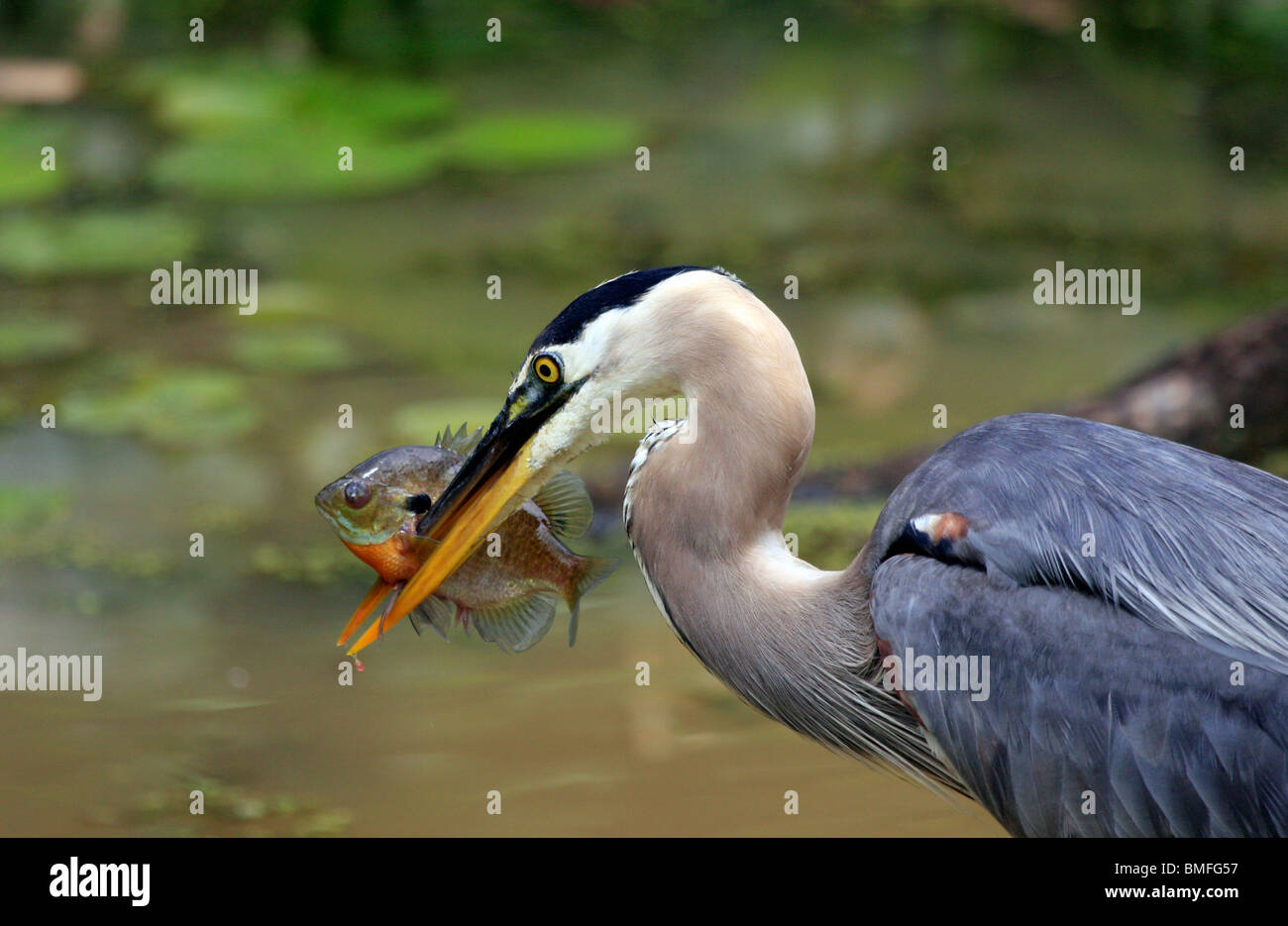 Heron fish catching hi-res stock photography and images - Alamy
