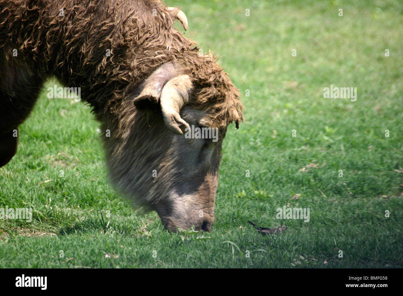 Bull bull bird hi-res stock photography and images - Alamy