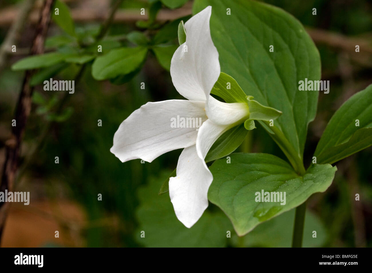 Ohio flower hi-res stock photography and images - Alamy