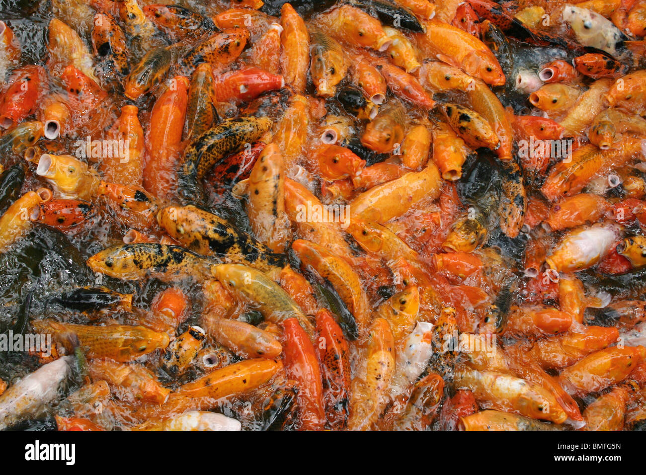 Many koi fish Stock Photo - Alamy