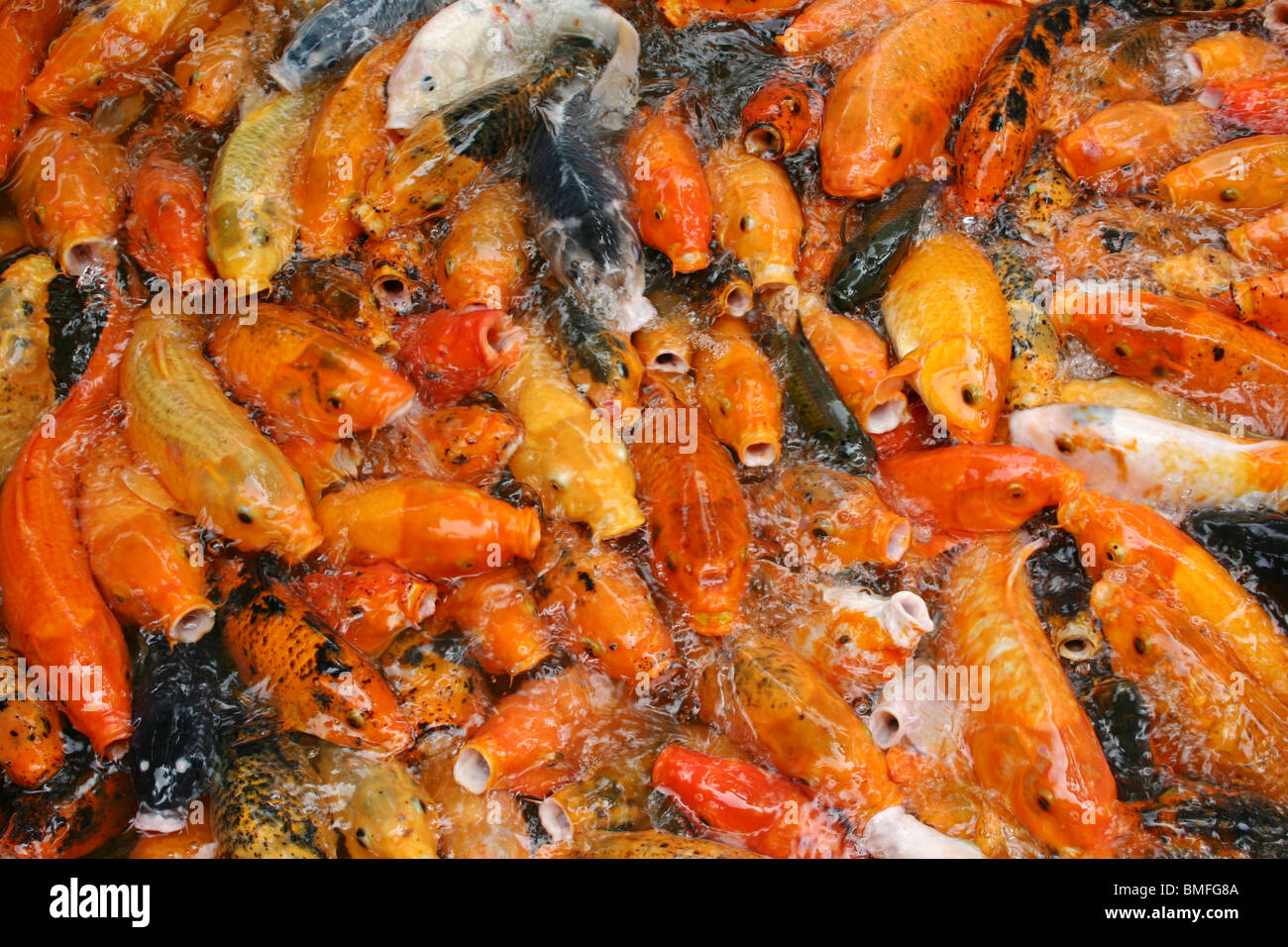 Many koi fish Stock Photo - Alamy
