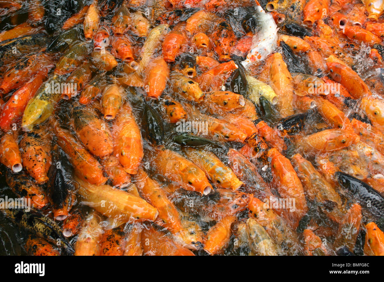 Many koi fish Stock Photo - Alamy