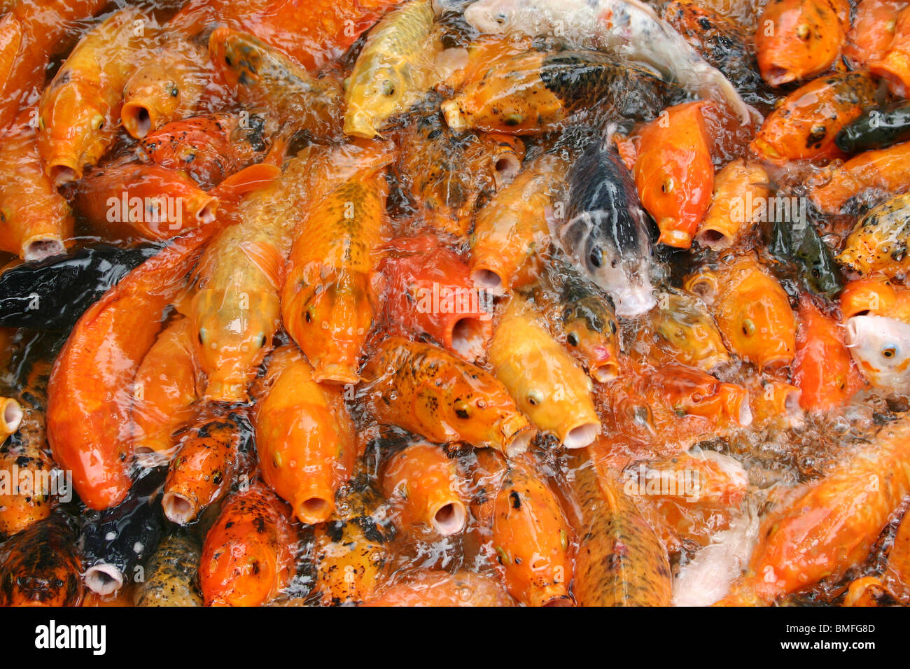 Gasping fish hi-res stock photography and images - Alamy