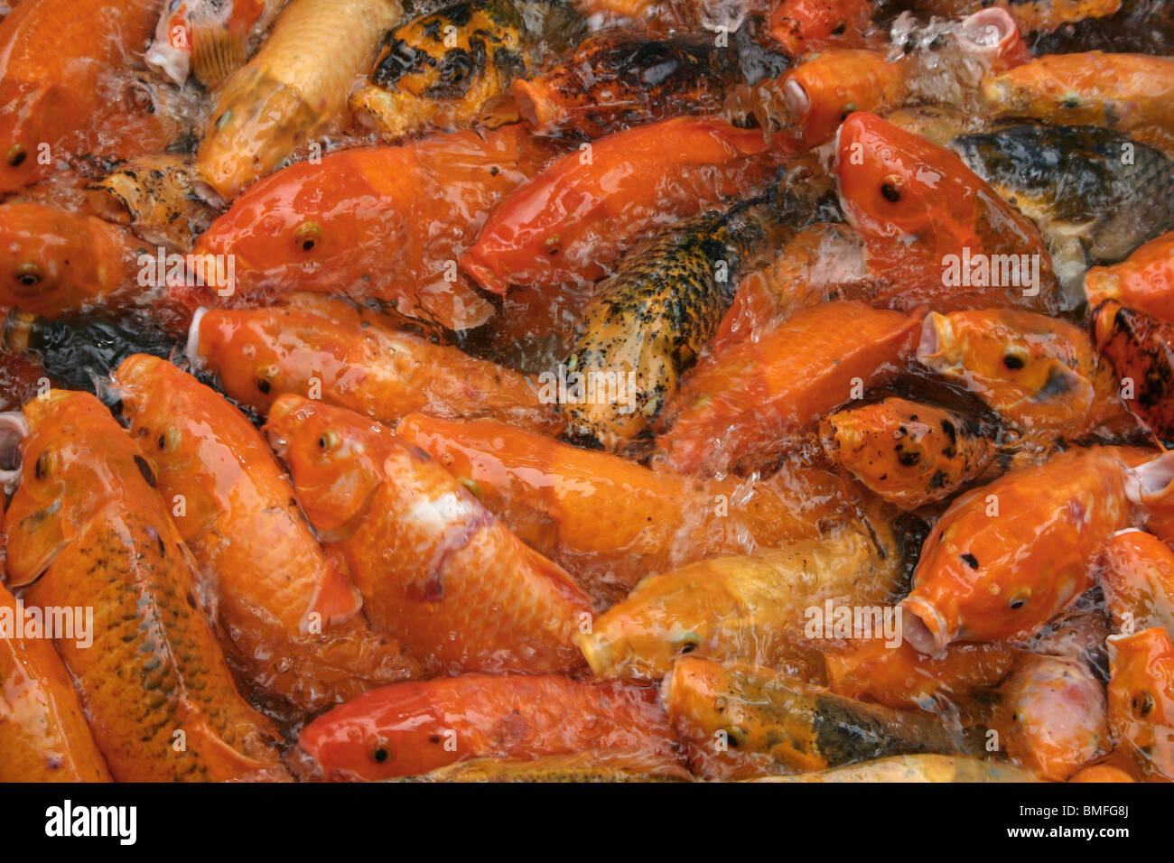 Many koi fish Stock Photo - Alamy