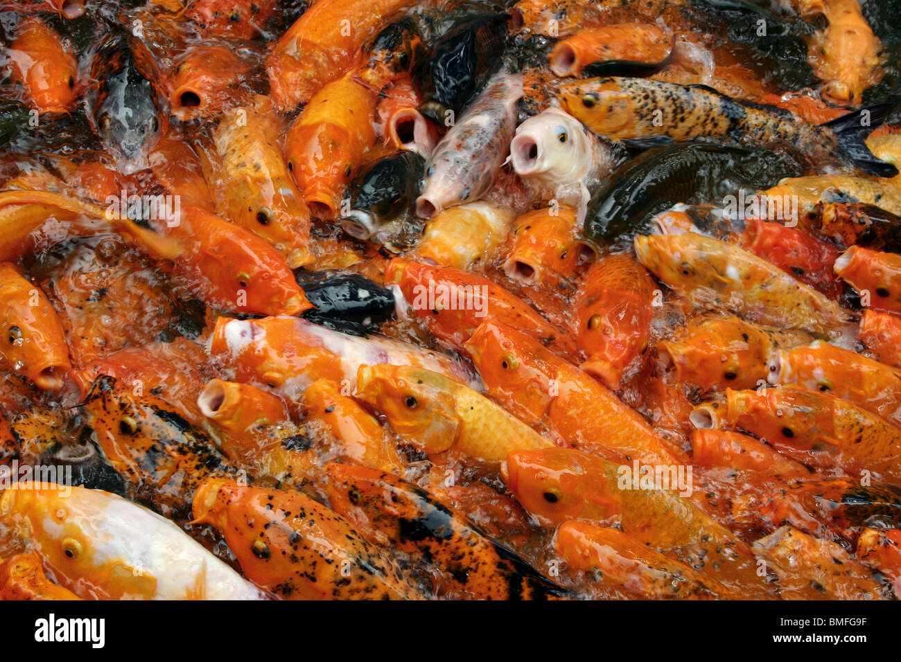 Many koi fish Stock Photo - Alamy