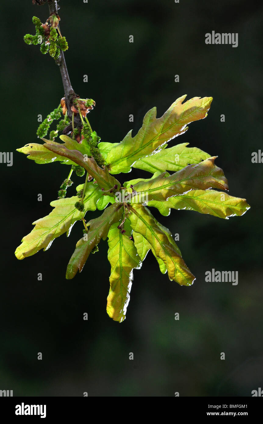 Oak leaves hi-res stock photography and images - Alamy