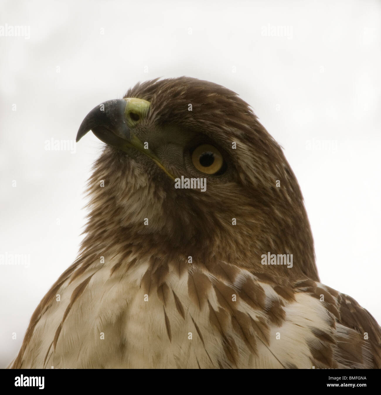 Red tailed Hawk Closeup Stock Photo - Alamy
