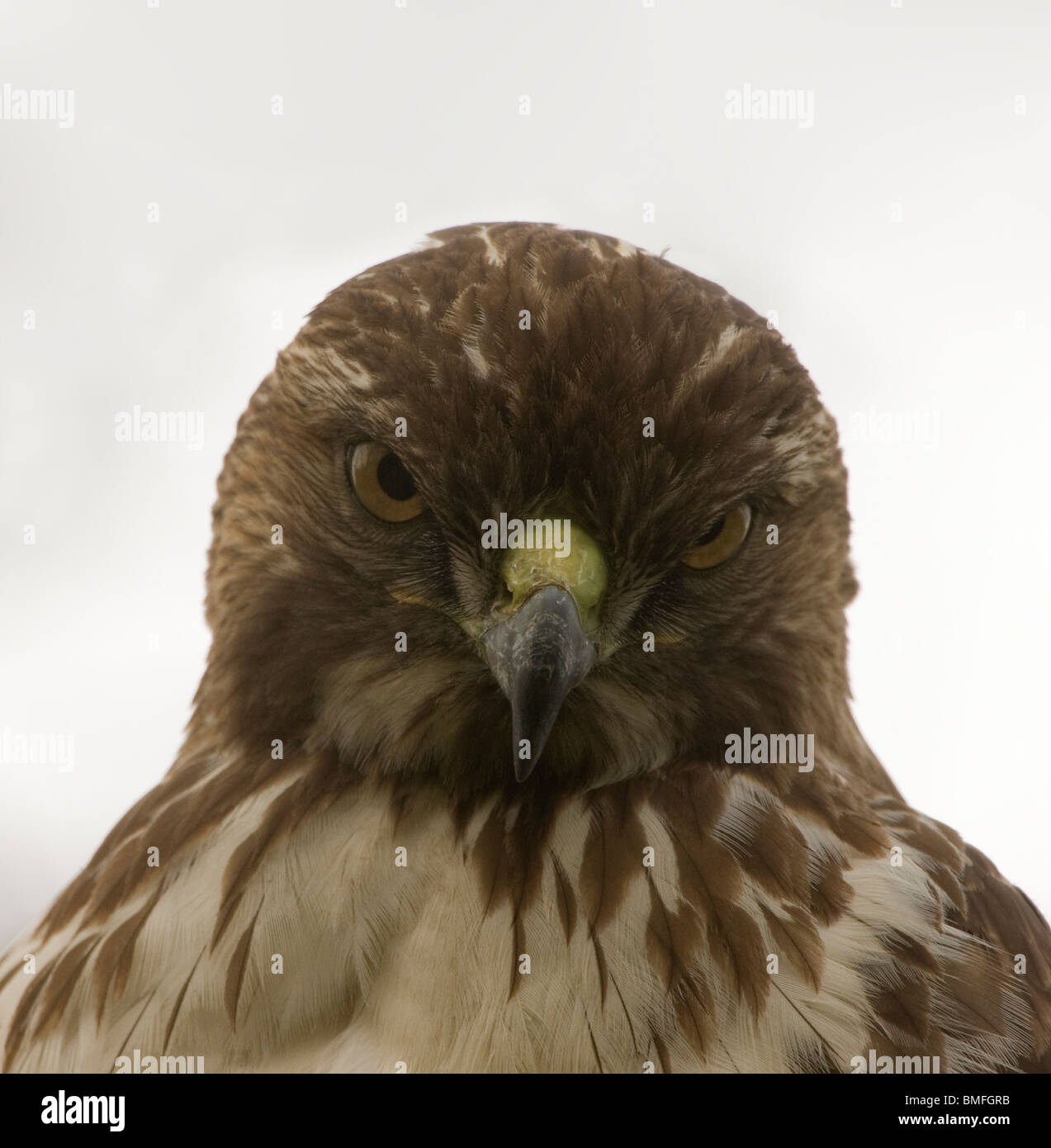Red tailed Hawk Closeup Stock Photo - Alamy