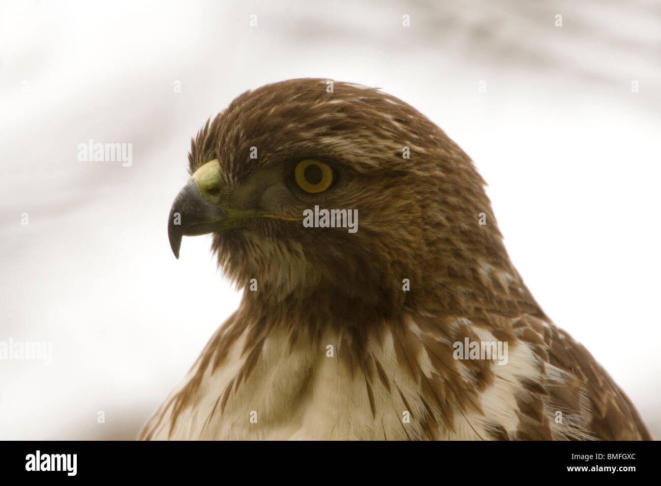 Red tailed hawk closeup hi-res stock photography and images - Alamy