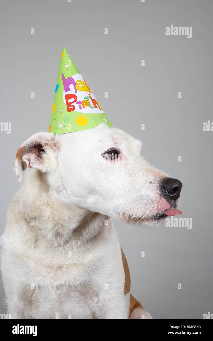 Dog wearing a birthday party hat Stock Photo - Alamy