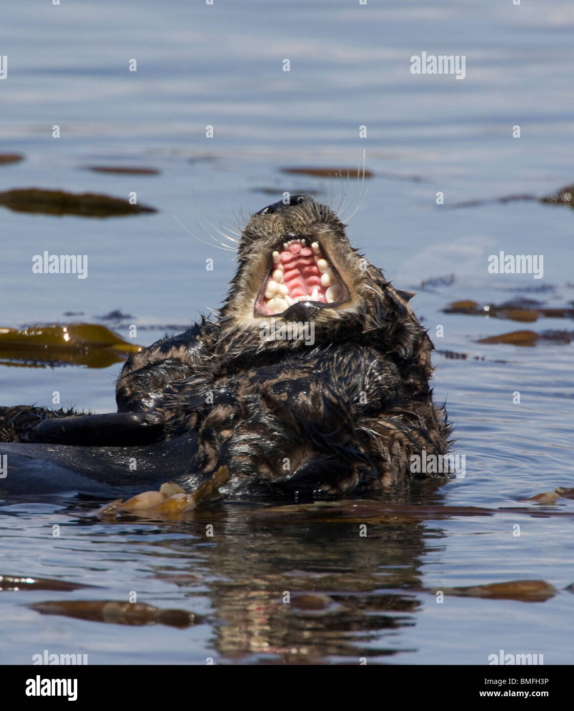 Sea Otter's Teeth Stock Photo - Alamy