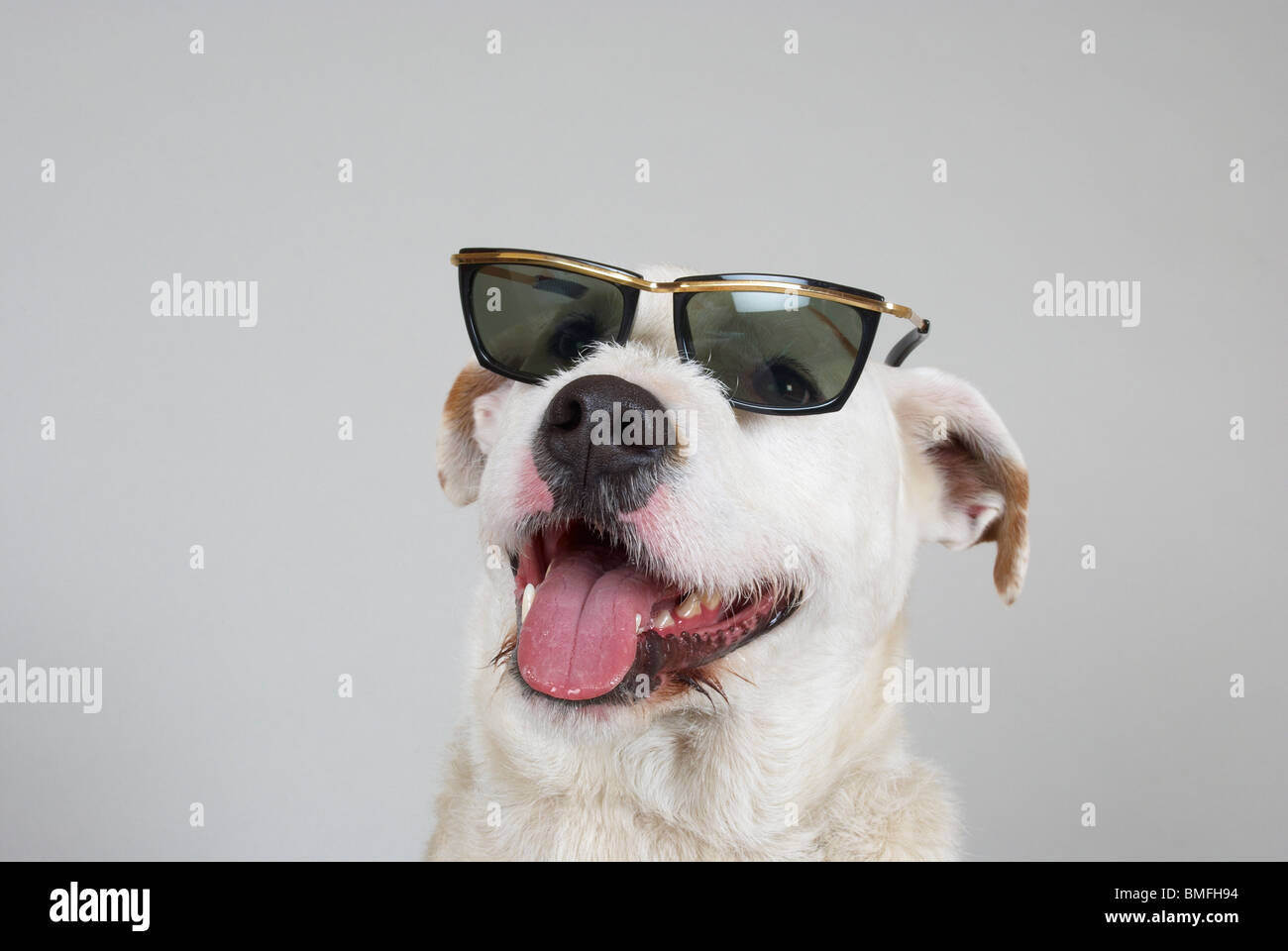 Dog wearing shades Stock Photo - Alamy