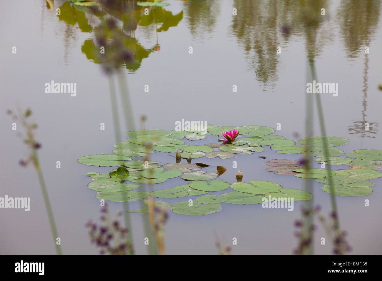 Blooming lotus, Lotus Base, Jiading District, Shanghai, China Stock ...