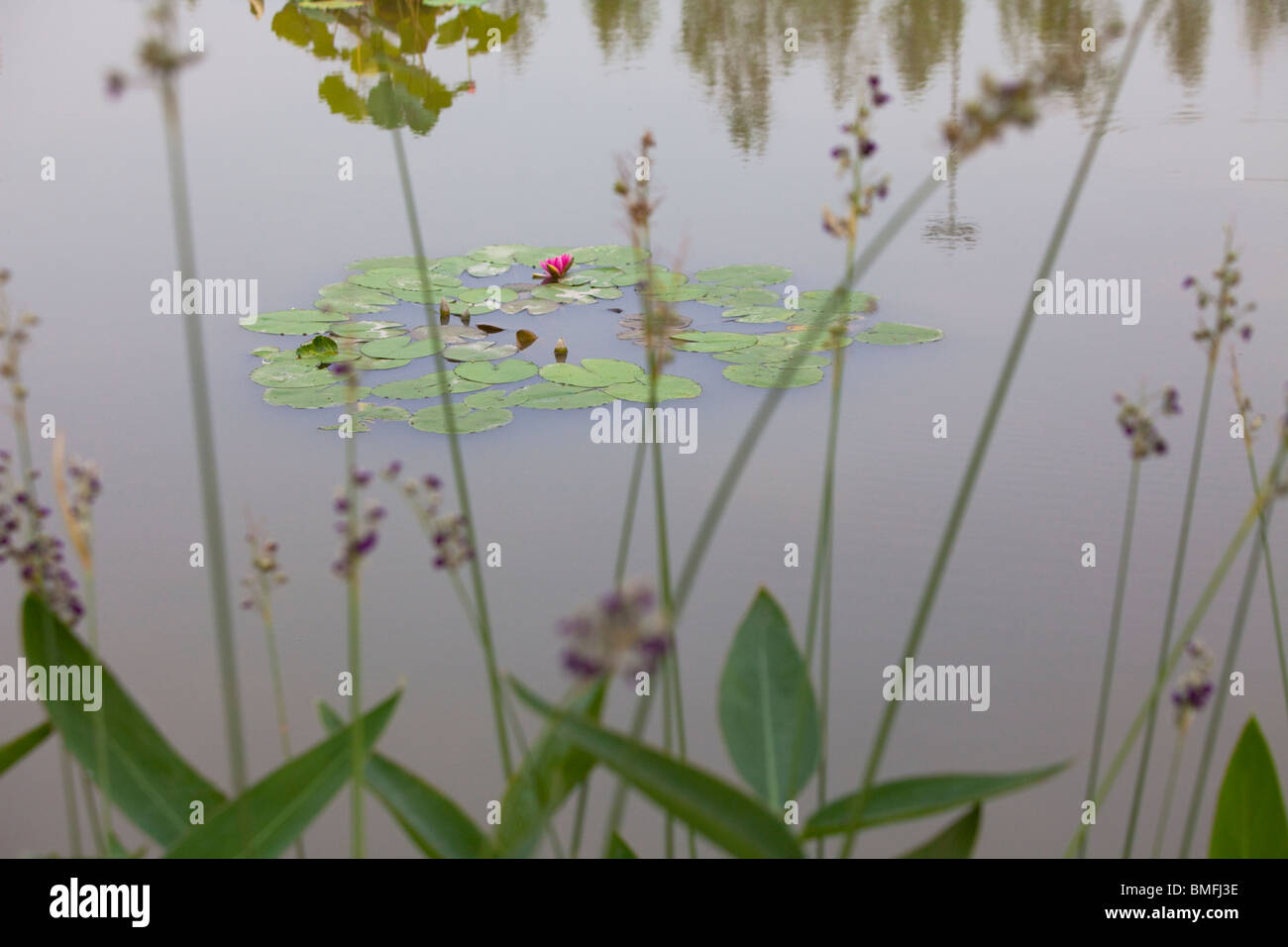 Blooming lotus, Lotus Base, Jiading District, Shanghai, China Stock ...