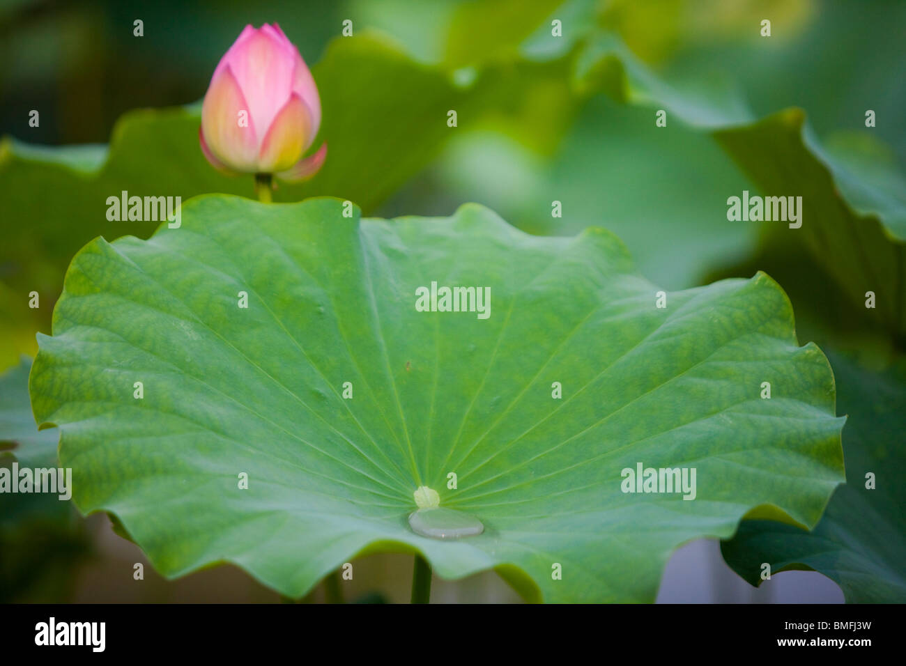 Lotus leaves as base hi-res stock photography and images - Alamy