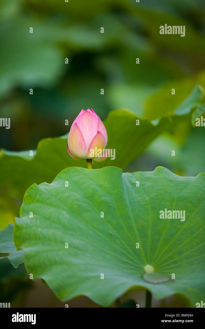Lotus leaves as base hi-res stock photography and images - Alamy