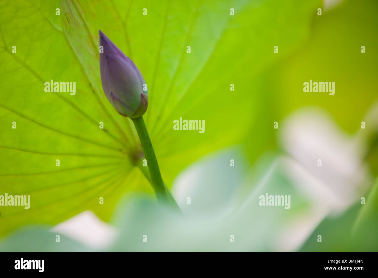 Lotus flower base hi-res stock photography and images - Alamy