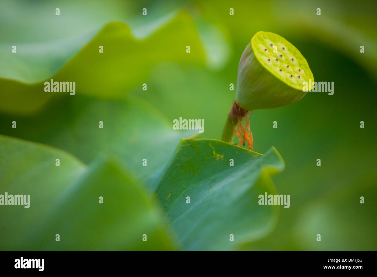 Lotus pod, Lotus Base, Jiading District, Shanghai, China Stock Photo ...