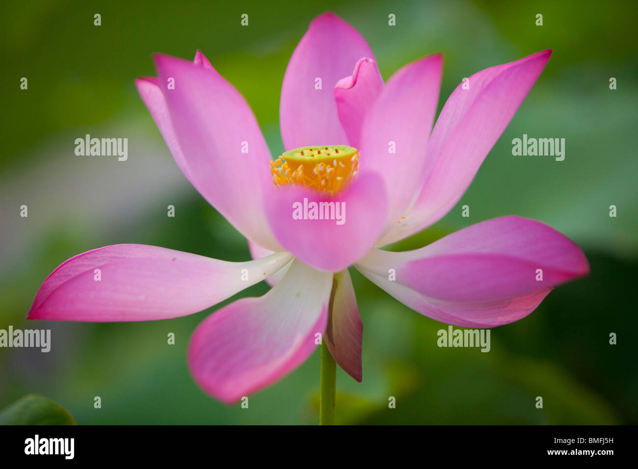 Lotus flower base hi-res stock photography and images - Alamy