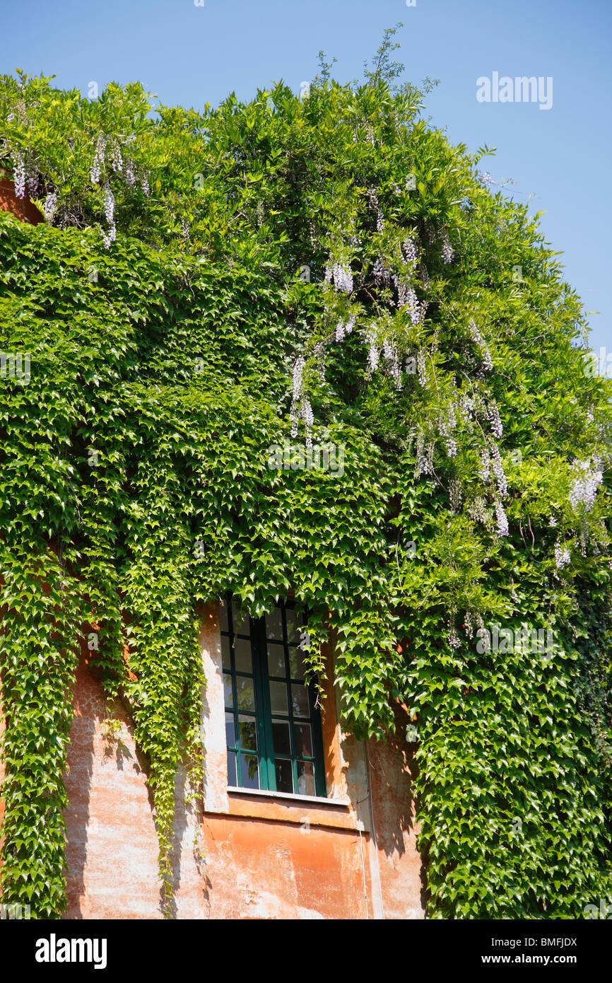 Window with ivy, Rome, Italy Stock Photo - Alamy
