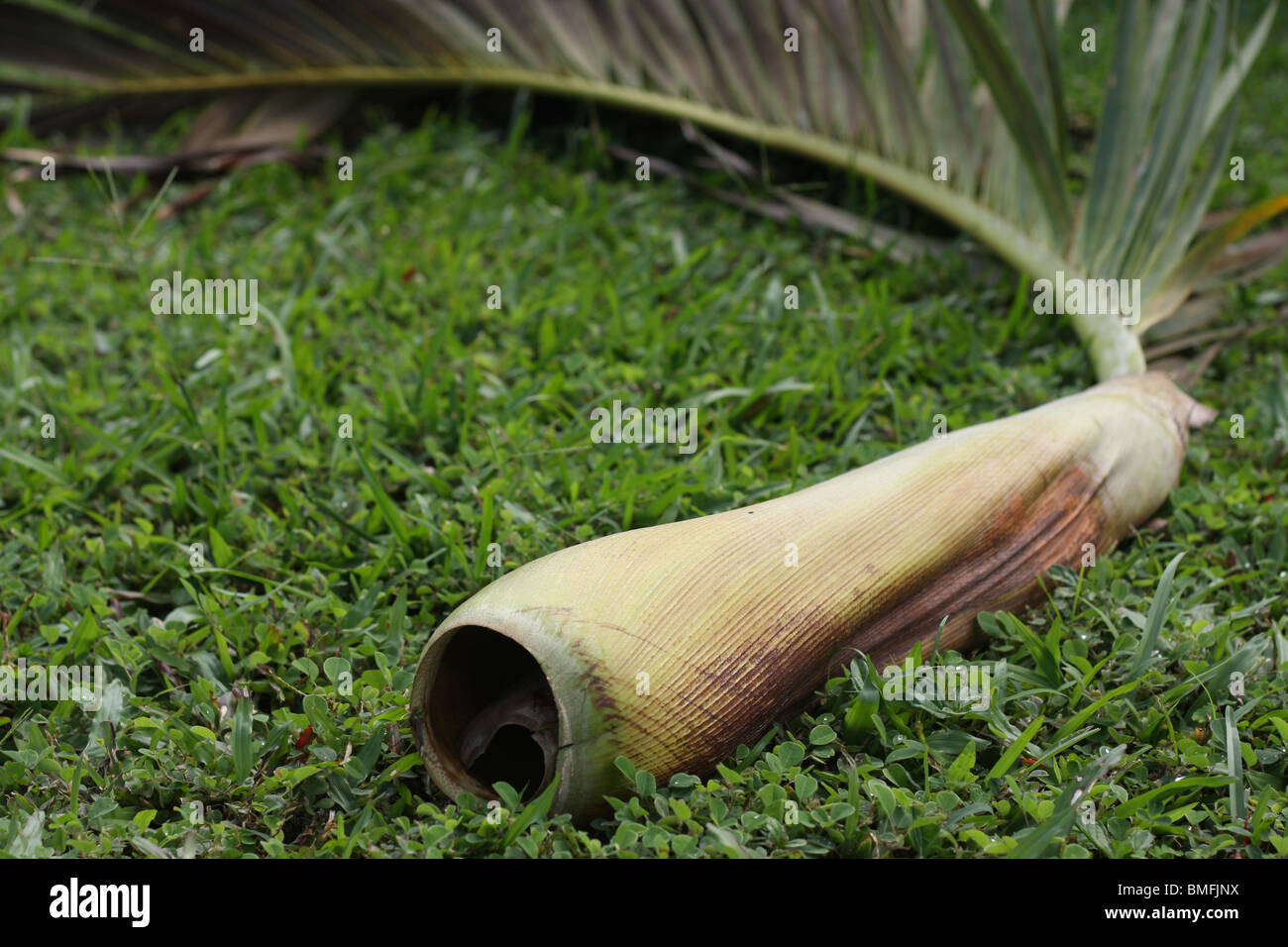 Fallen coconut tree hi-res stock photography and images - Alamy
