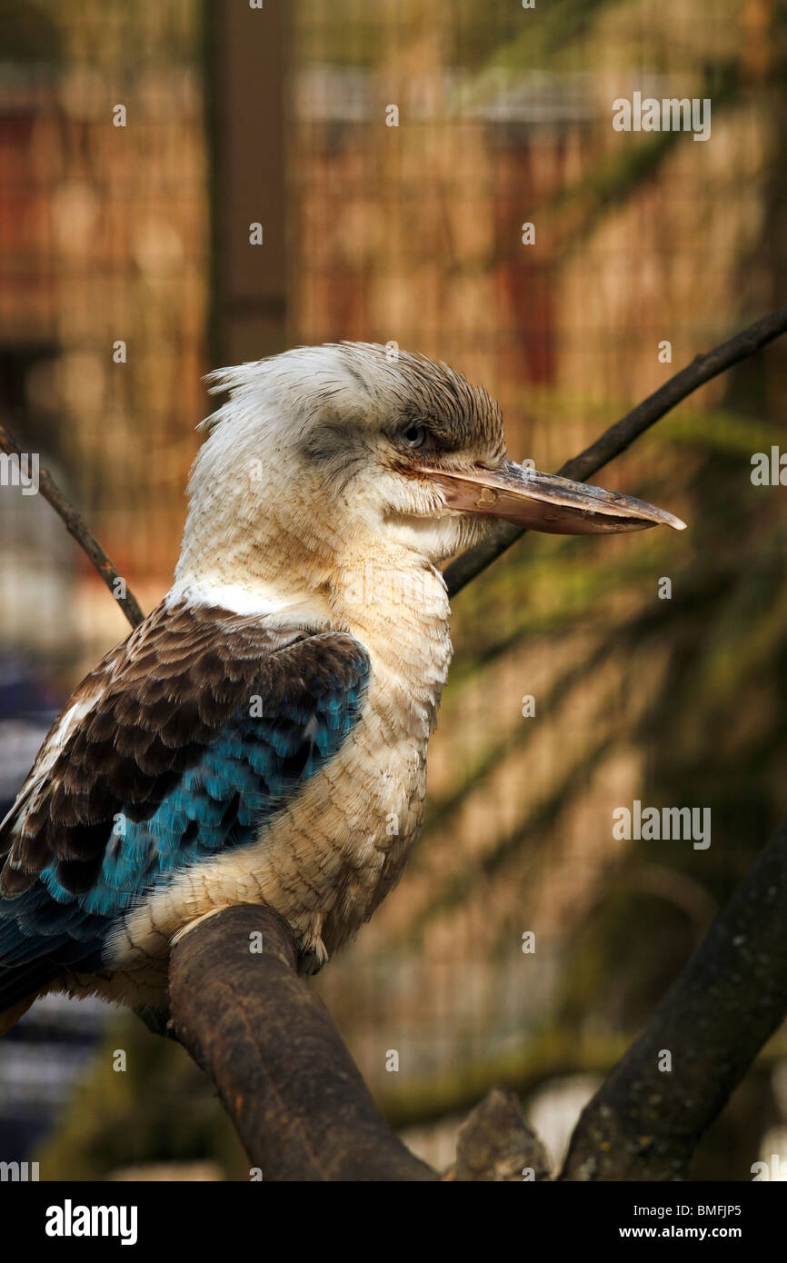 Blue winged Kookaburra, native bird of North Queensland Australia Stock ...