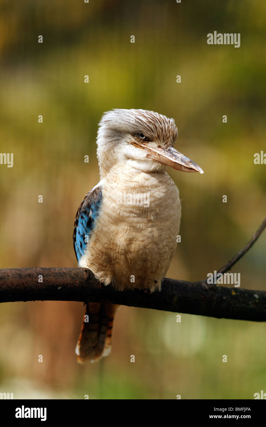 Blue winged Kookaburra, native bird of North Queensland Australia Stock ...