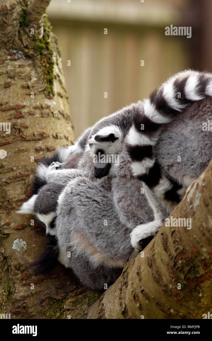 Sleeping lemur hi-res stock photography and images - Alamy