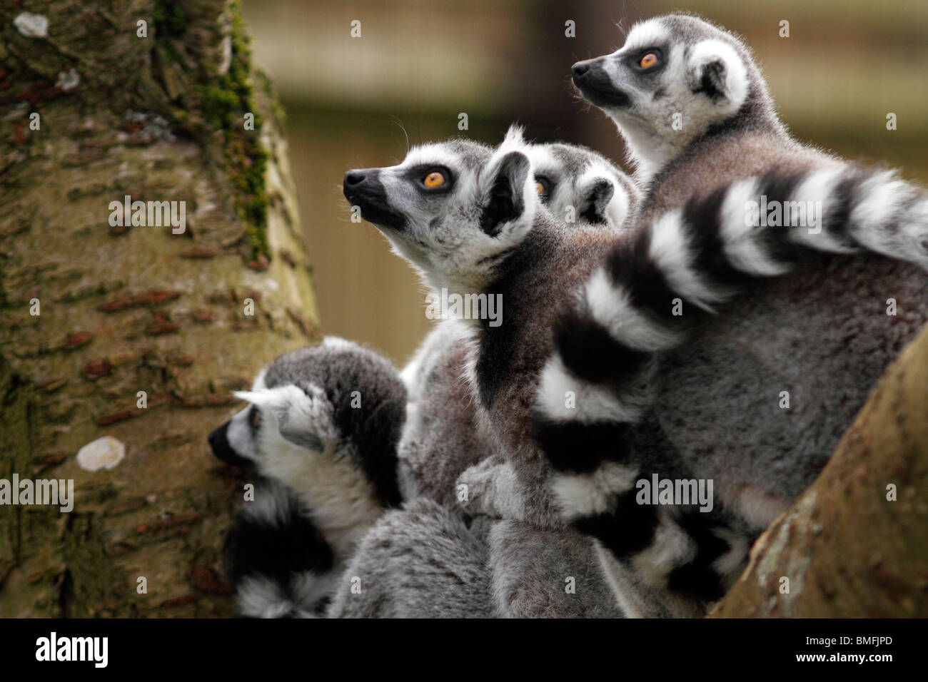 Madagasca lemur hi-res stock photography and images - Alamy