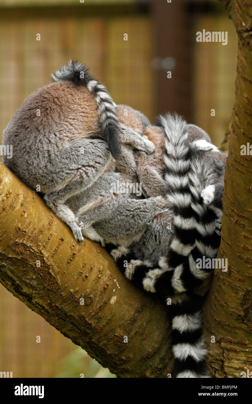 Lemur huddle hi-res stock photography and images - Alamy
