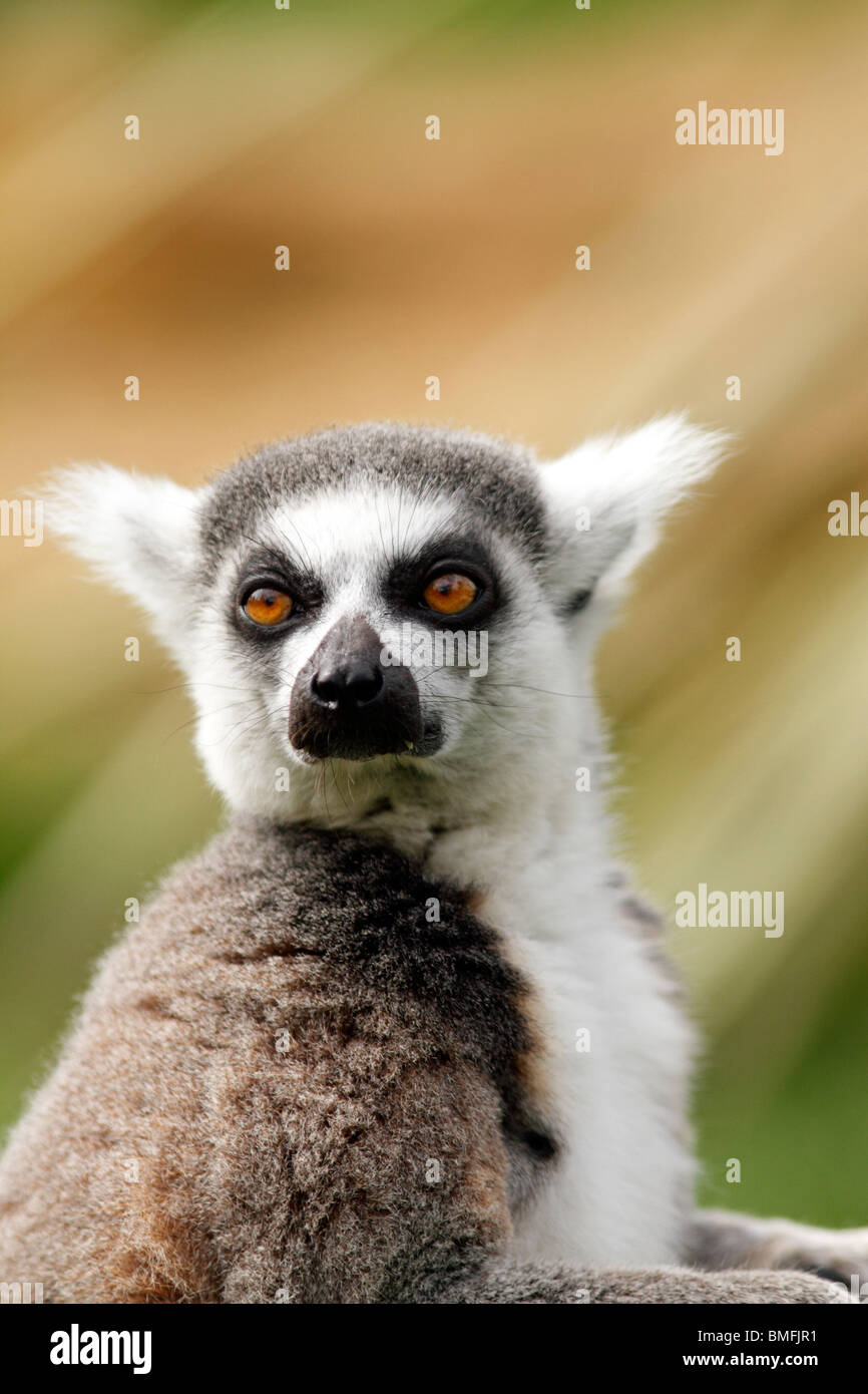 Ring tailed Lemur close up Stock Photo - Alamy