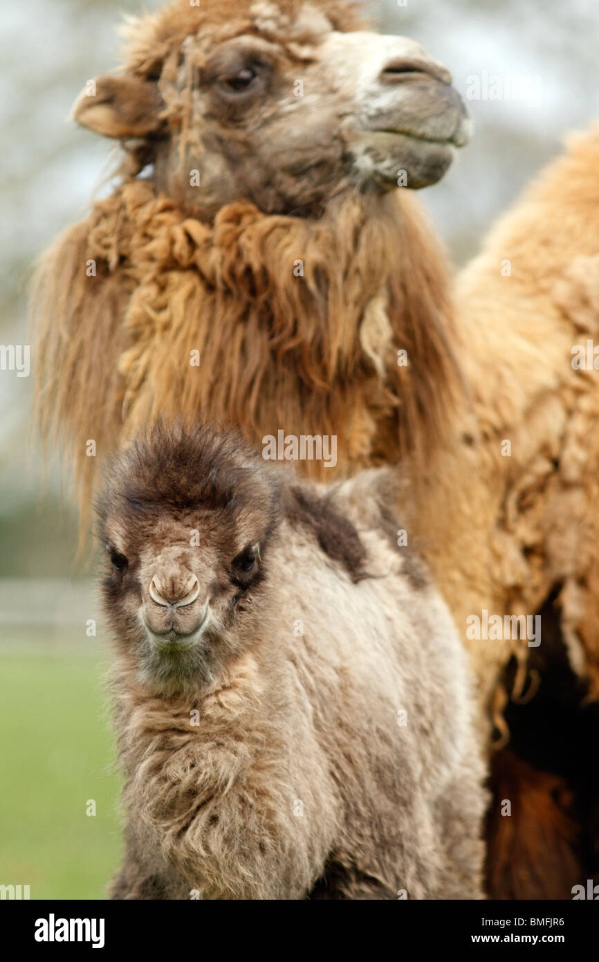Baby camel and mother hi-res stock photography and images - Alamy