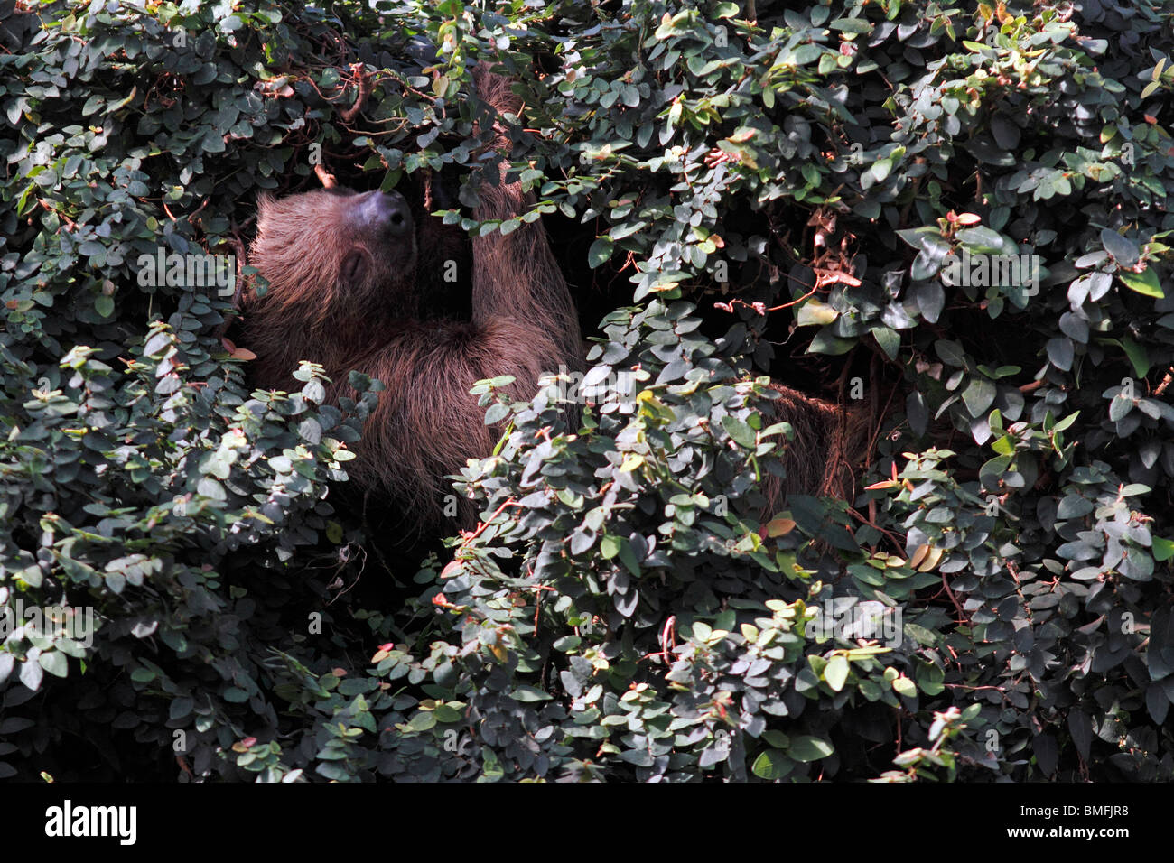 Sloth hiding and sleeping in the trees Stock Photo - Alamy