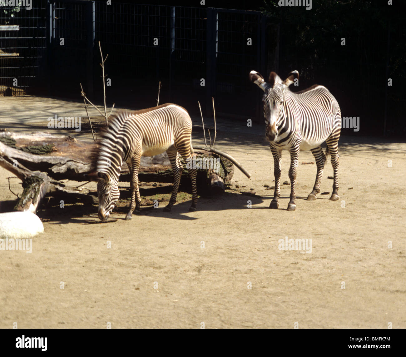 Zebra zoo animal hi-res stock photography and images - Alamy
