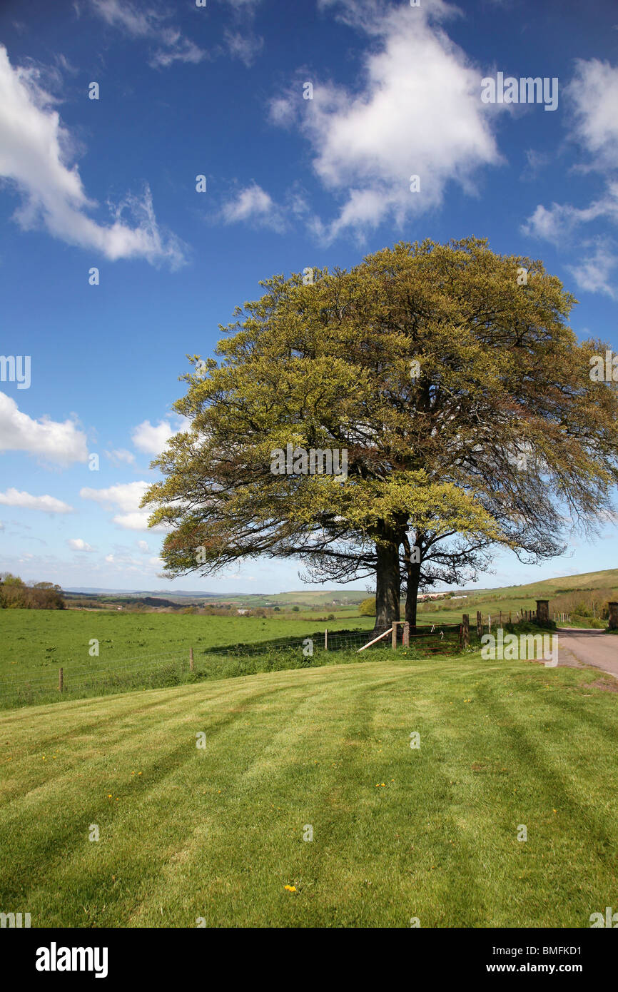 A fine tree in it's springtime colours on the edge of the tiny West ...