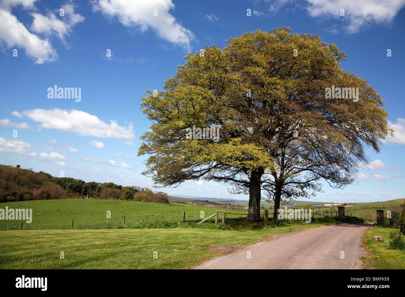A fine tree in it's springtime colours on the edge of the tiny West ...