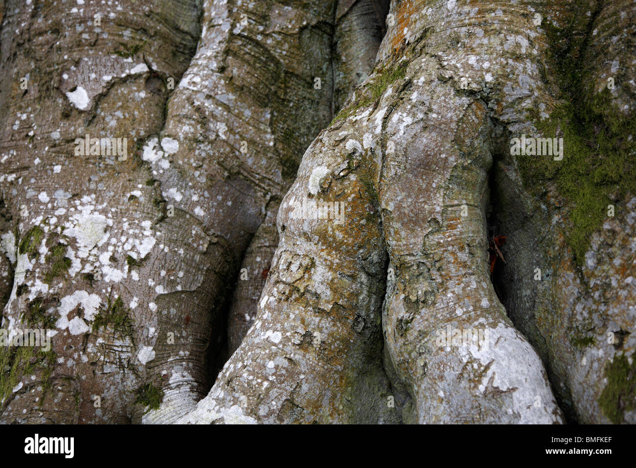 Old Tree Trunk Stock Photo - Alamy