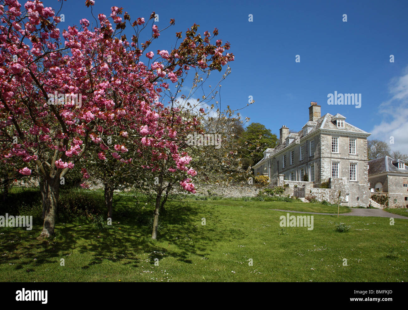 Springtime cherry blossom in full bloom by Waddon House near Portesham ...
