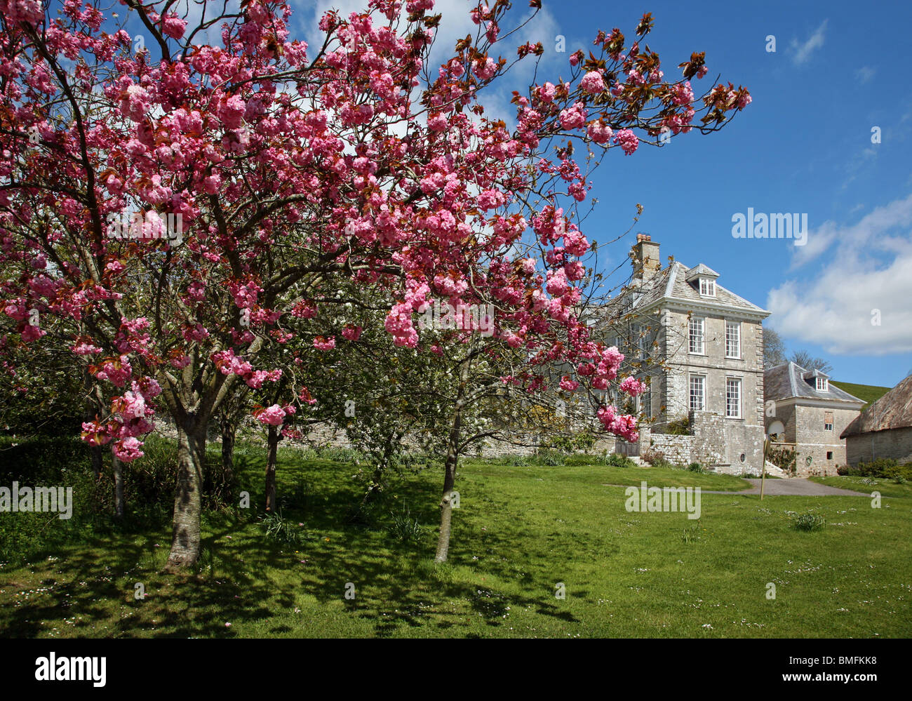 Springtime cherry blossom in full bloom by Waddon House near Portesham ...