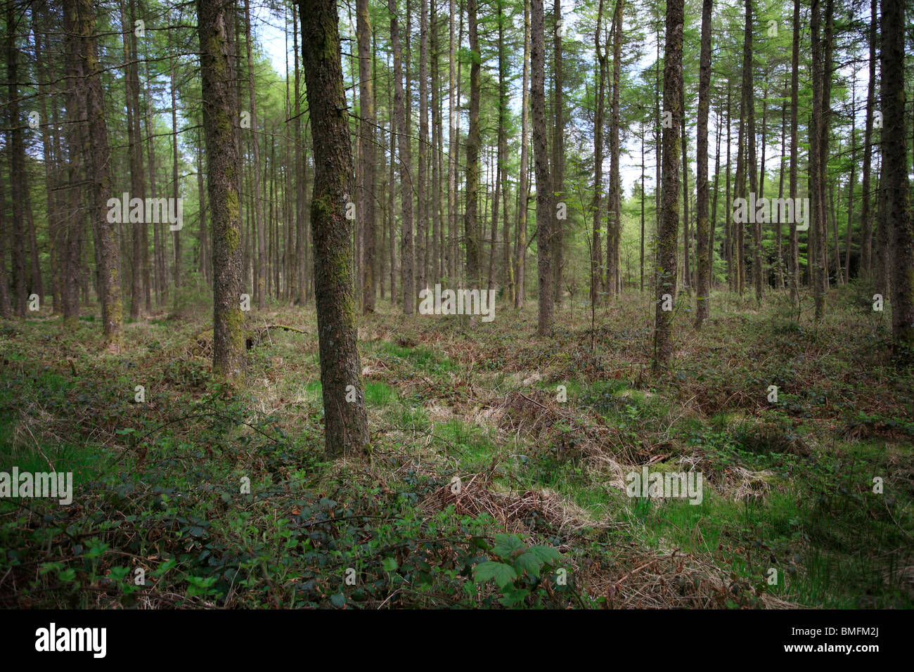 Brecon forest hi-res stock photography and images - Alamy