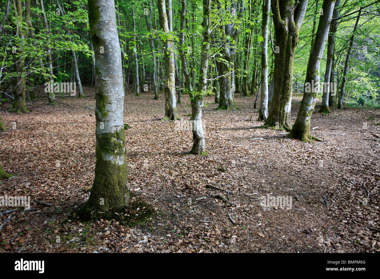 Brecon beacons spring hi-res stock photography and images - Alamy