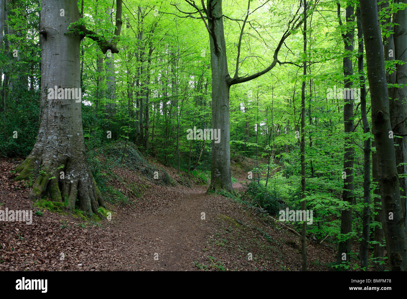 Priory Woods High Resolution Stock Photography and Images - Alamy