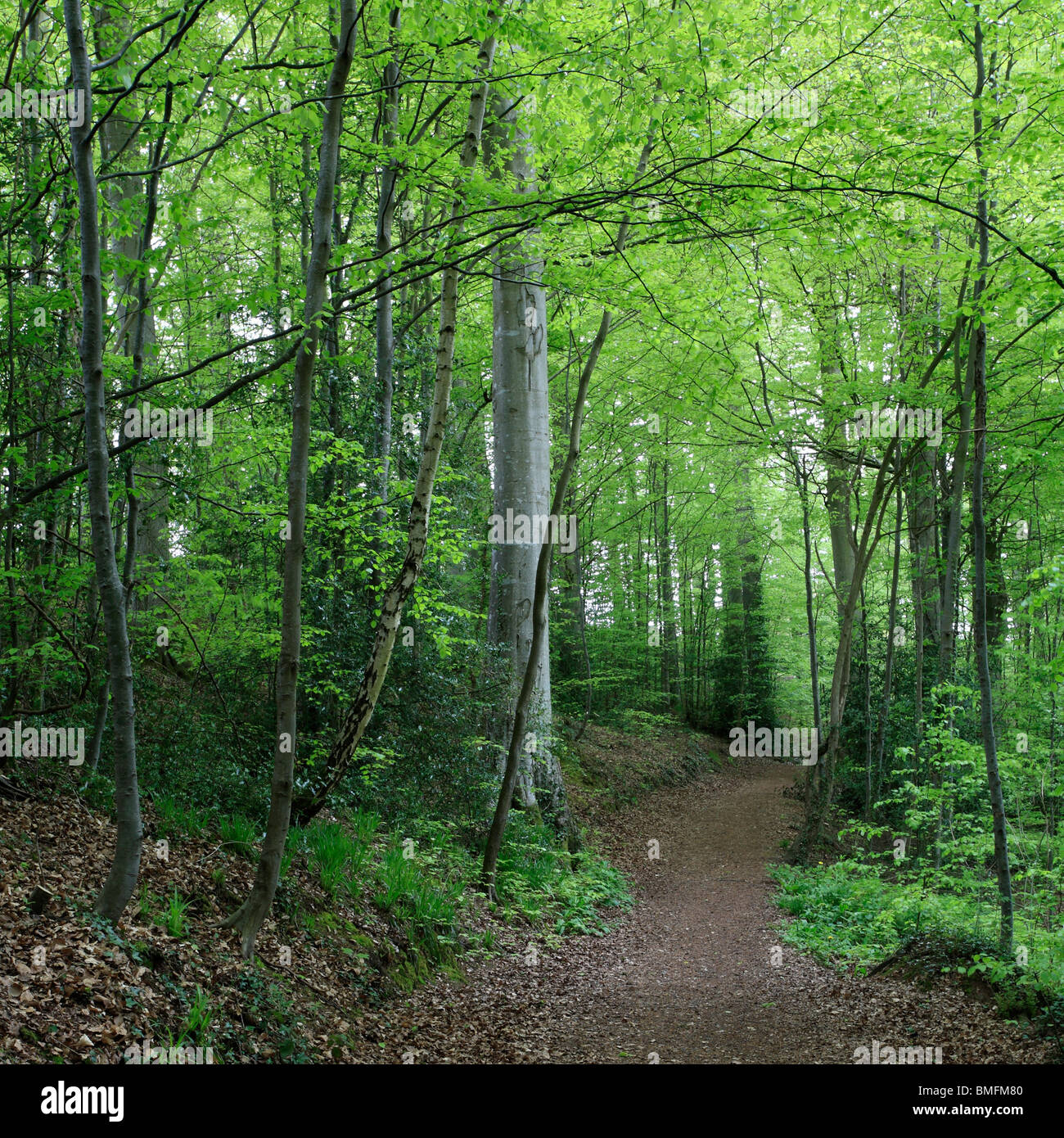 Priory woods wales uk hi-res stock photography and images - Alamy