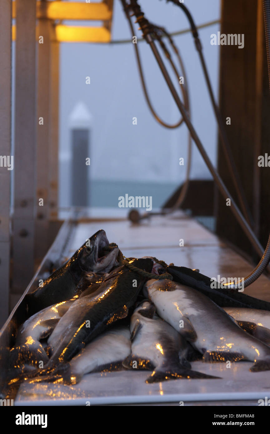 Salmon wash hi-res stock photography and images - Alamy